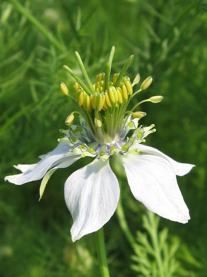 Black Seed Oil For Pennies
